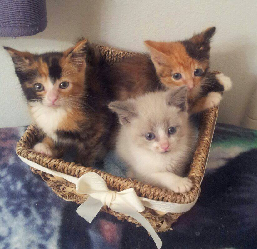 Alley Cats and Angels of NC: Remember these kitties?