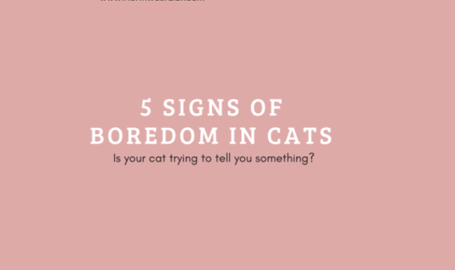 Signs of boredom in cats #infographic - Visualistan