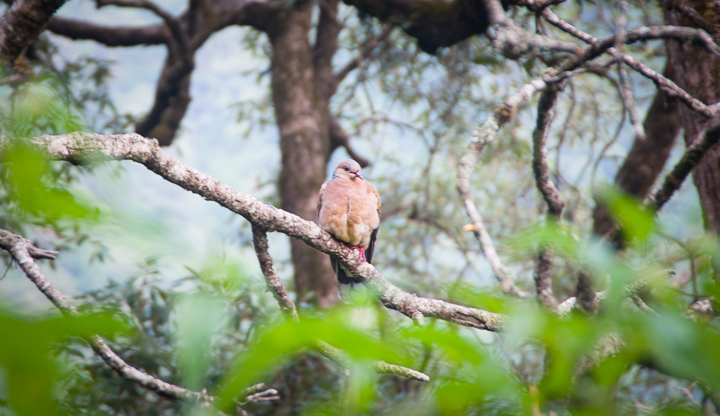 PANGOT- A Magical Village Amid Clouds and Birdsongs