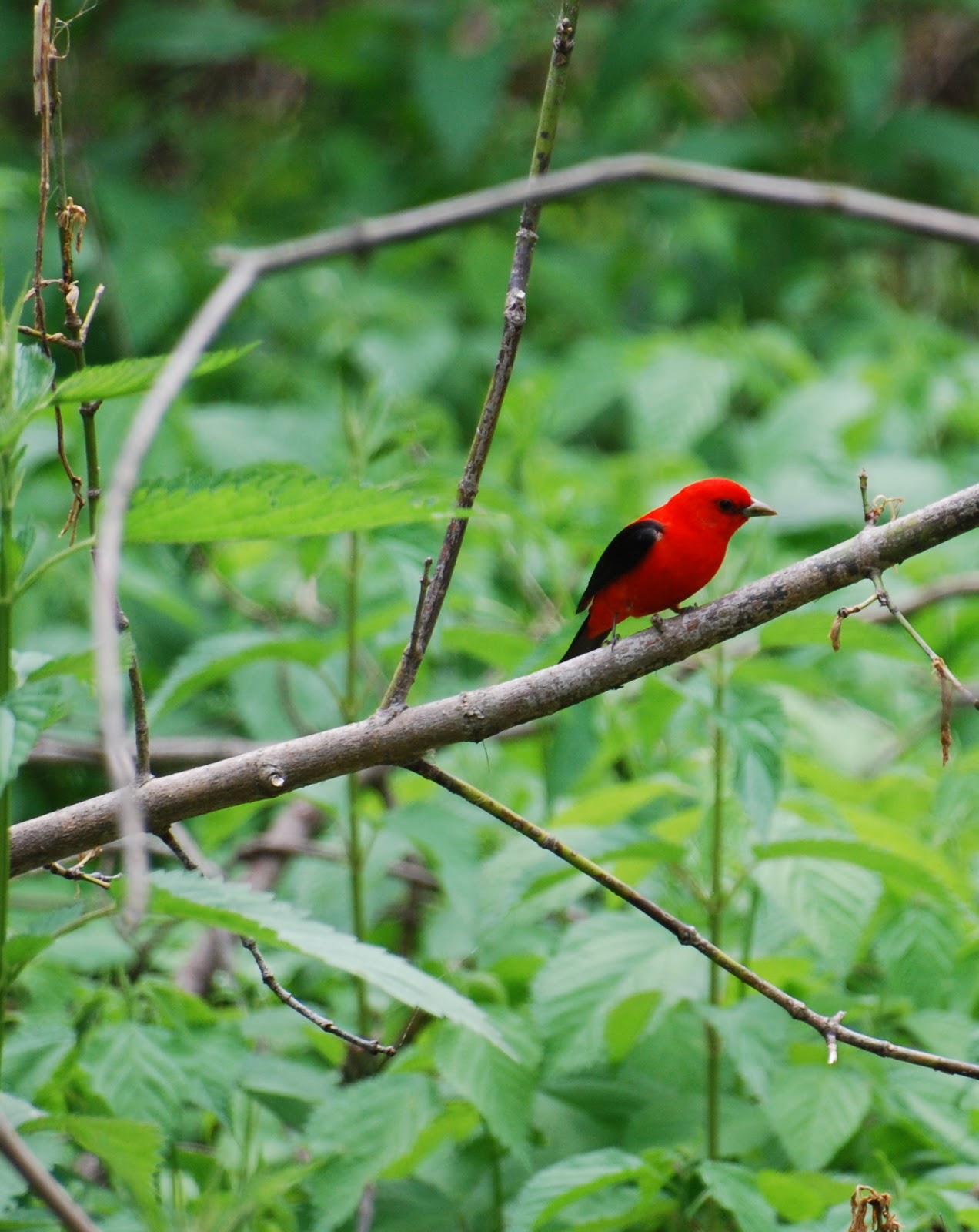 Birding Is Fun!: What's in a Name?