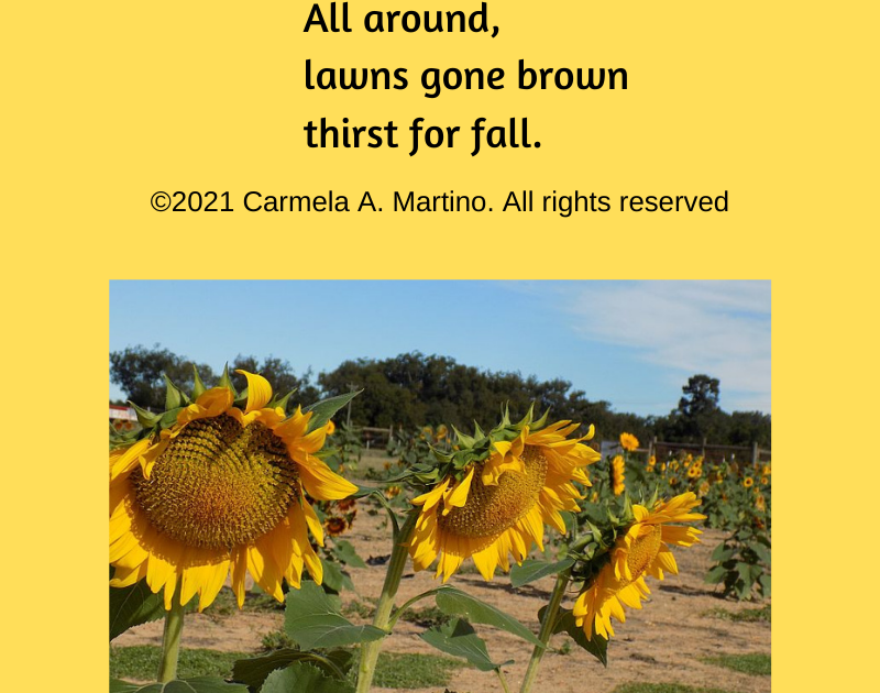 Teaching Authors--6 Children's Authors Who Also Teach Writing: Tricube ...