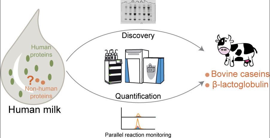 News in Proteomics Research: Nonhuman proteins in human milk?!?!??