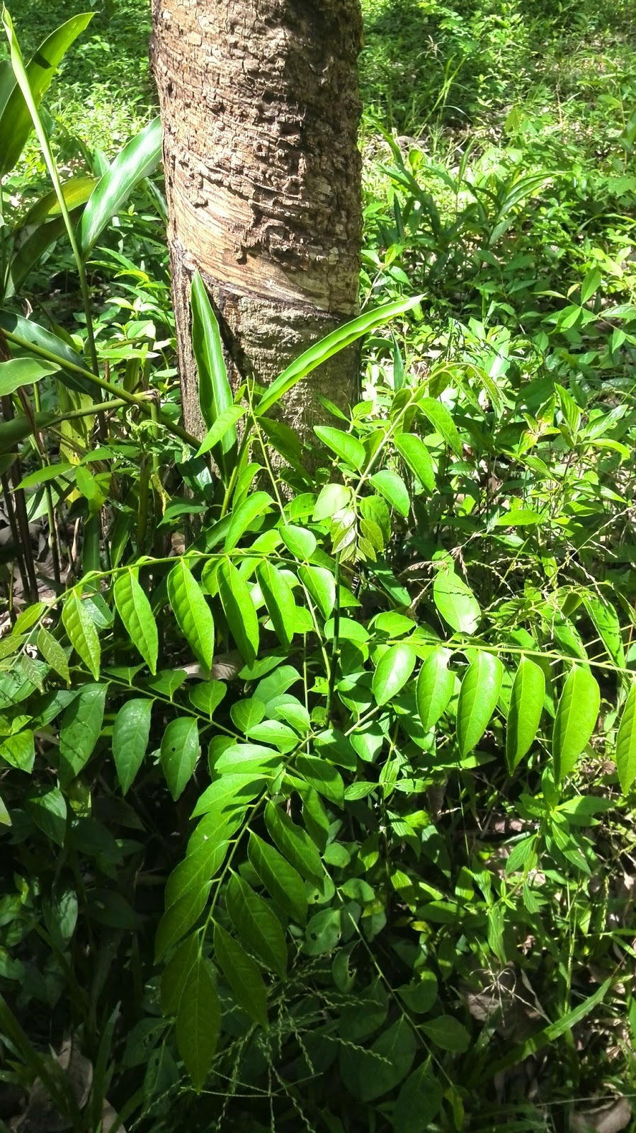namakucella: ULAM PUCUK SENERUI...PUCUK PUTAT...PUCUK ULAM RAJA
