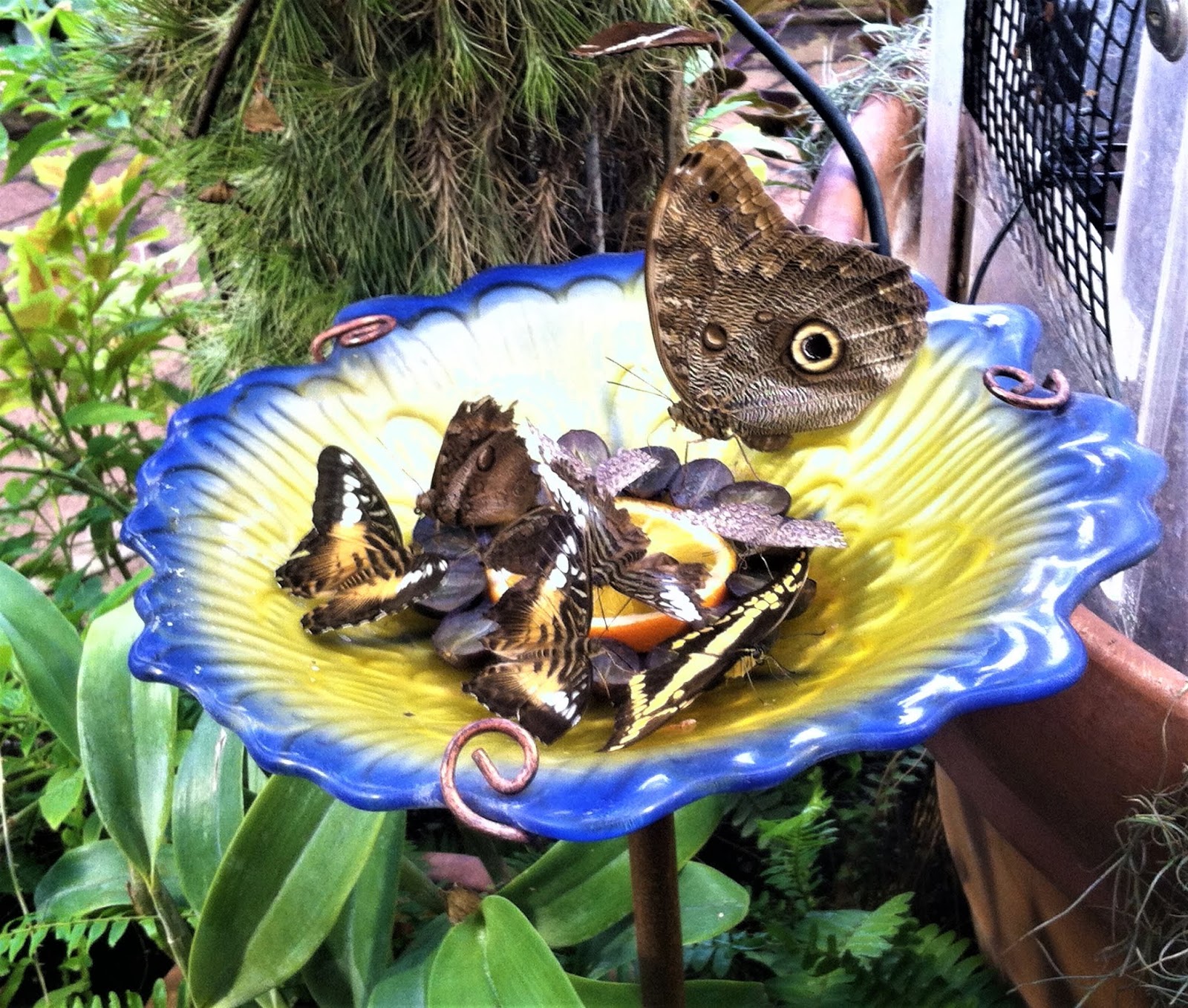 Tucson Daily Photo ~: Bowl of Butterflies