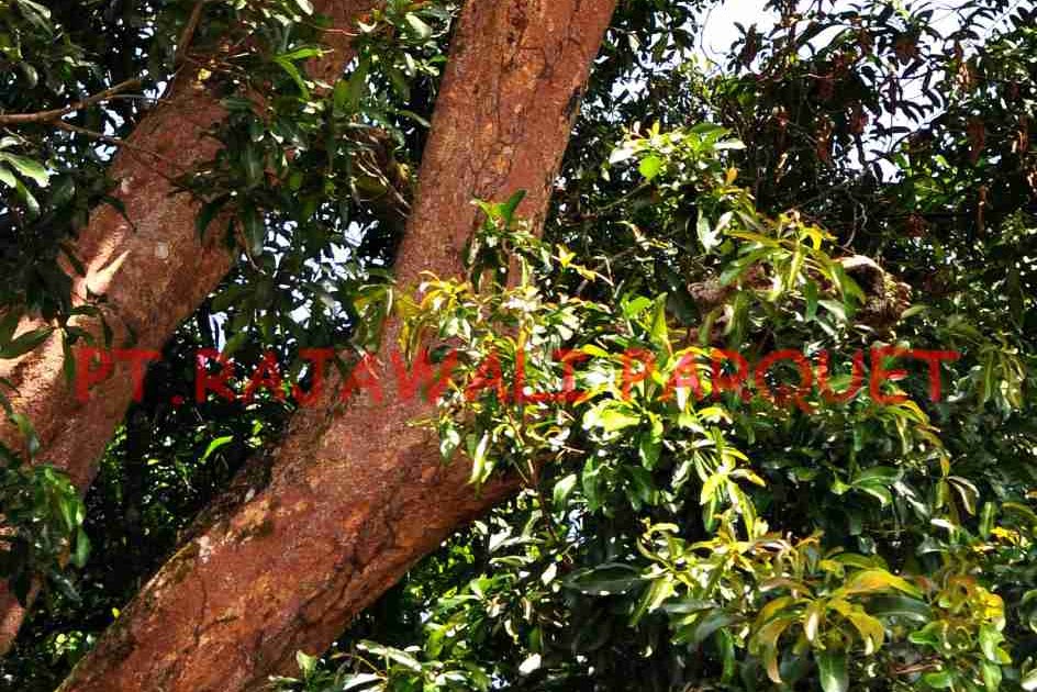 Kayu Rengas Rekomendasi Untuk Mempercantik Rumah Anda - Lantai kayu ...