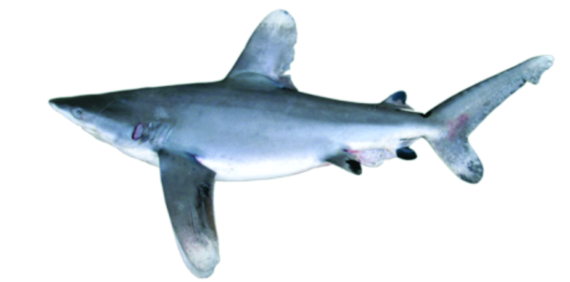 Jenis - Jenis Ikan Hiu Yang Ada di Indonesia (Part 2) - Lalaukan