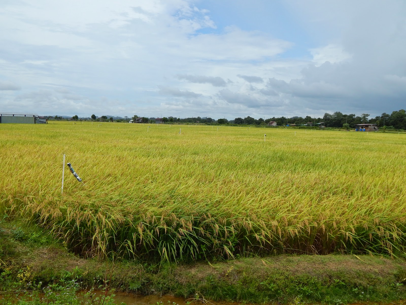 The Amazing place in BRUNEI DARUSSALAM : Padi Wasan & junjungan