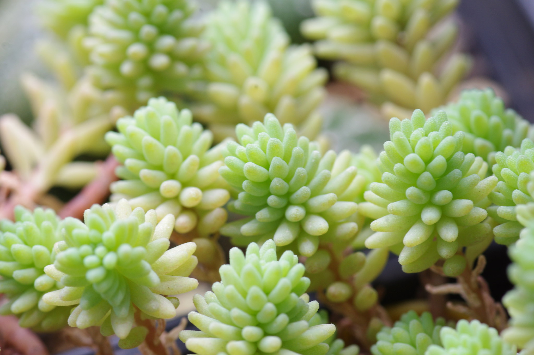 Sedum hispanicum - Spanish stonecrop care and culture | Travaldo's blog