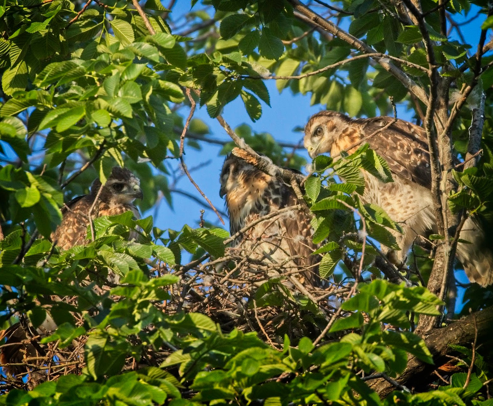 Laura Goggin Photography: Tompkins Square hawk chicks are branching