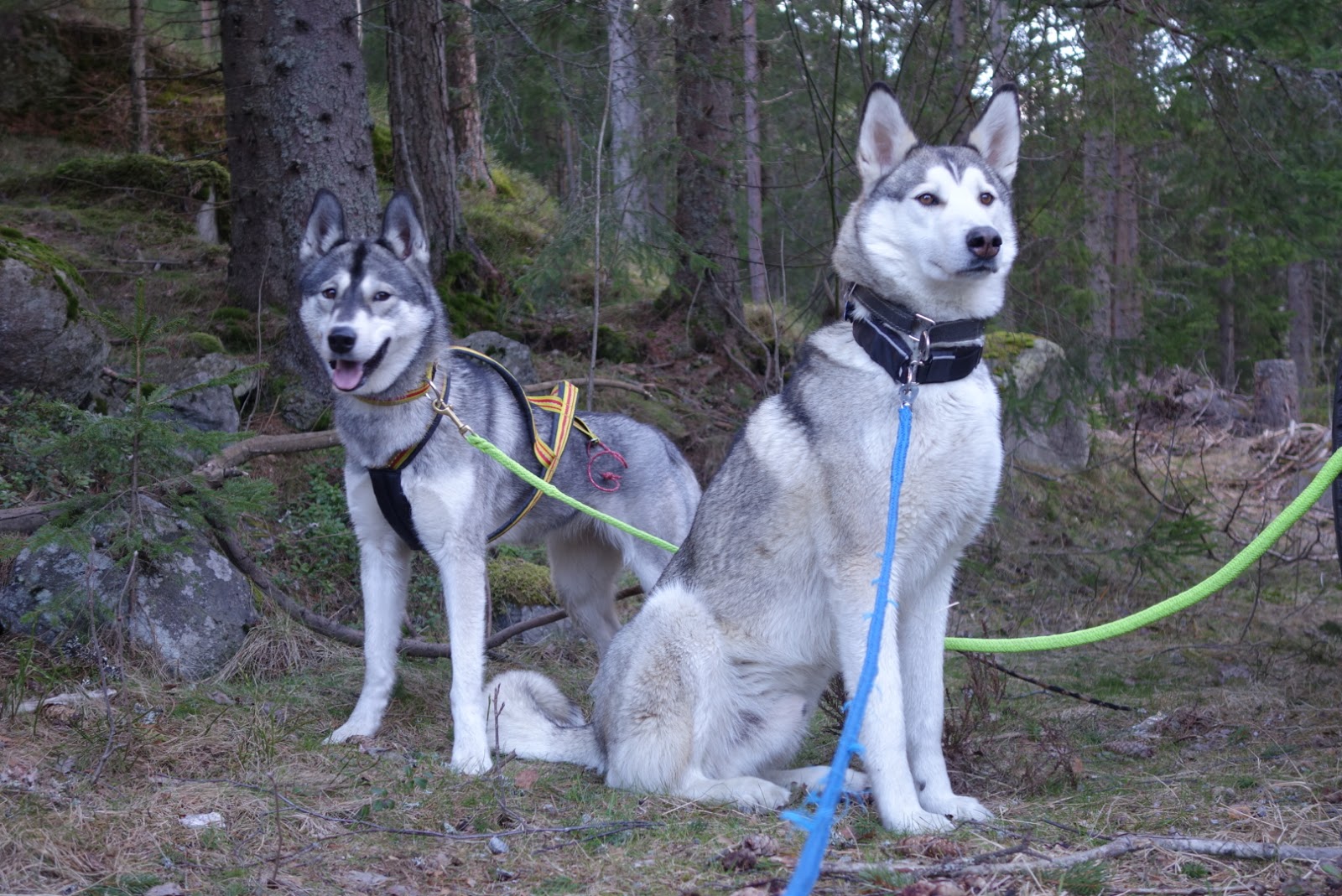 Hundepote: august 2015