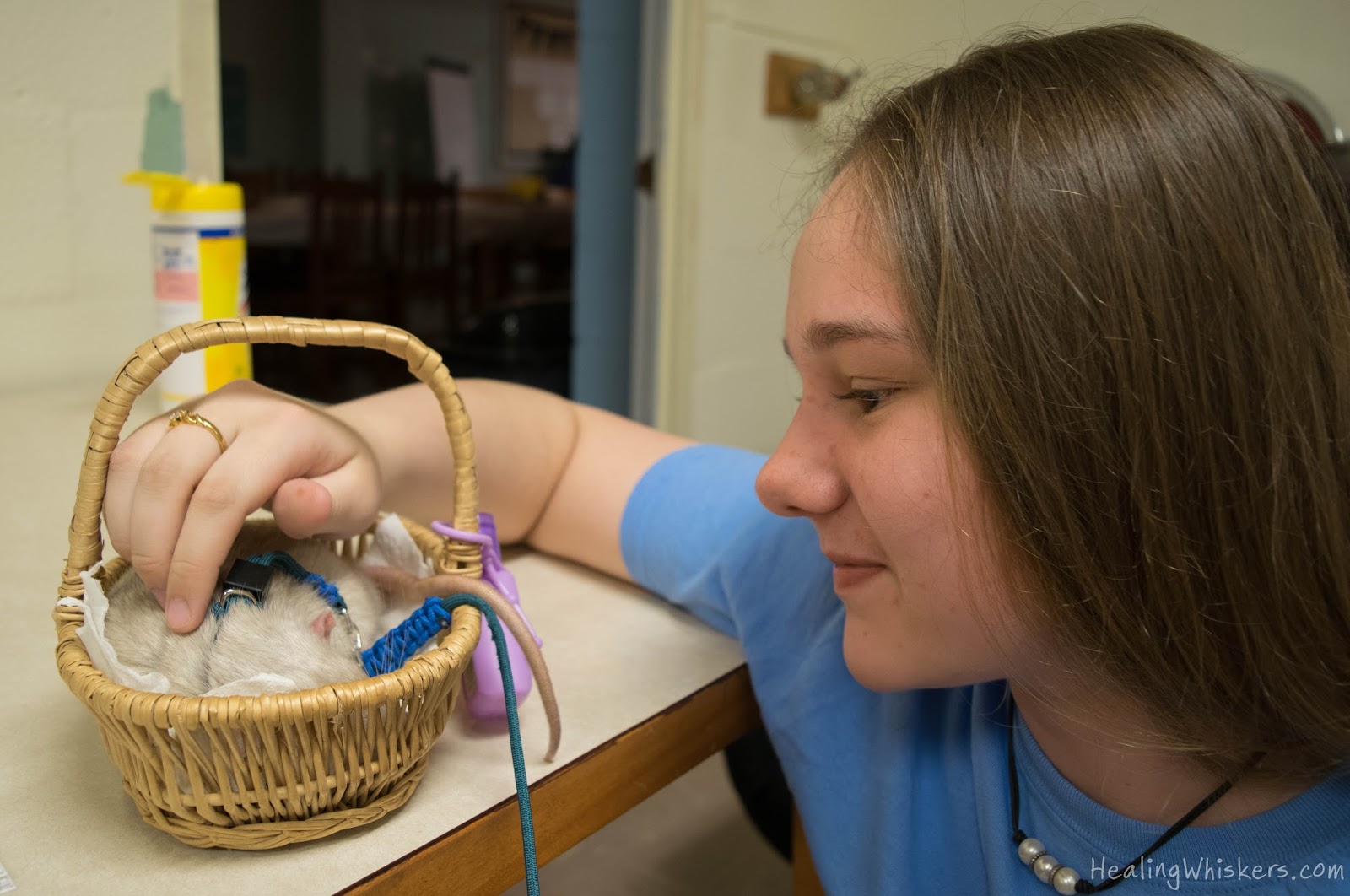 Healing Whiskers: What is a Therapy Rat?