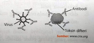 Cara menginaktivasi antigen seperti pada gambar berikut disebut....