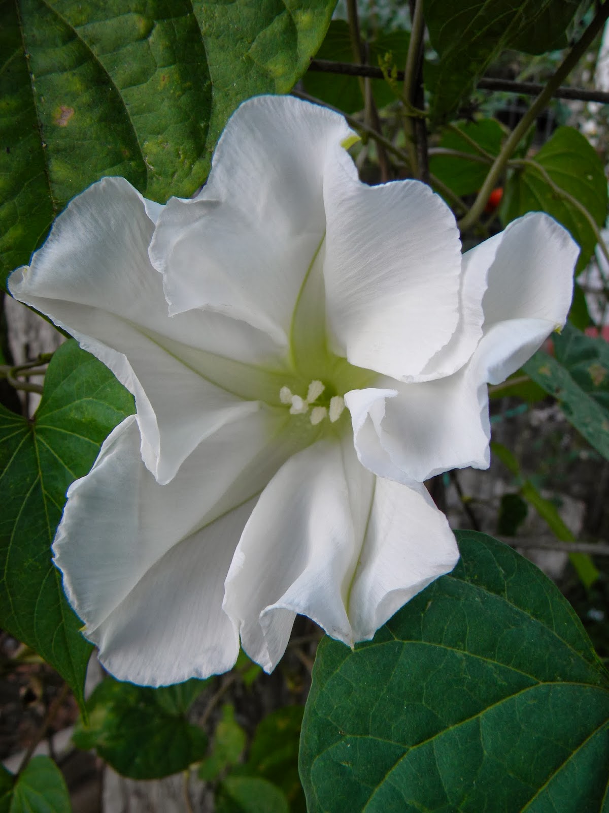 Moonrises and Morning Tea: Intertwine with a Moonflower Vine