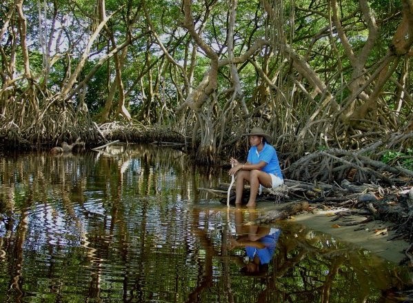 EL TURISMO EN SAN JUAN DE URABA: manglares de damaquiel