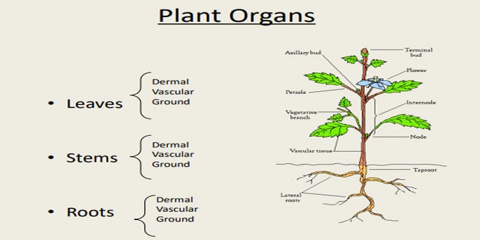 Introduction To Plant Physiology; Plant's Organs ;i.e. Root; Anatomy of ...