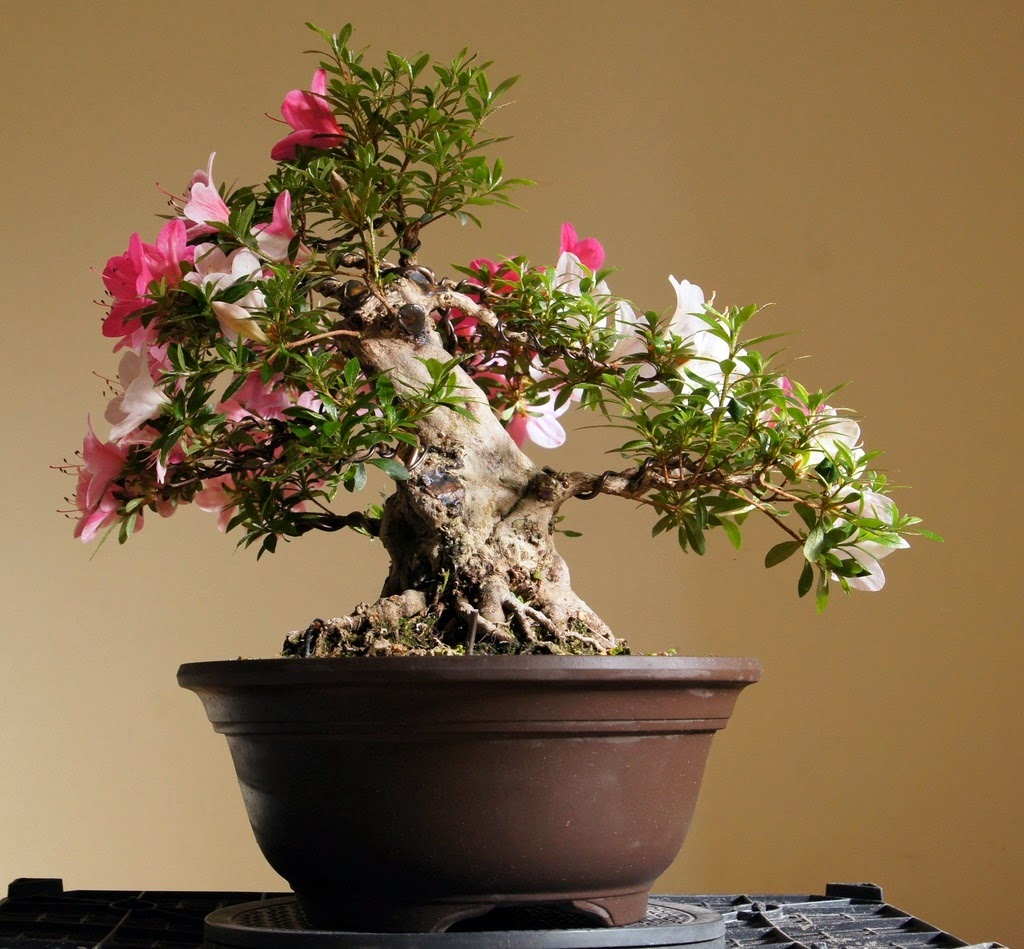 Histoires de Bonsaï: Une Azalée Aozora