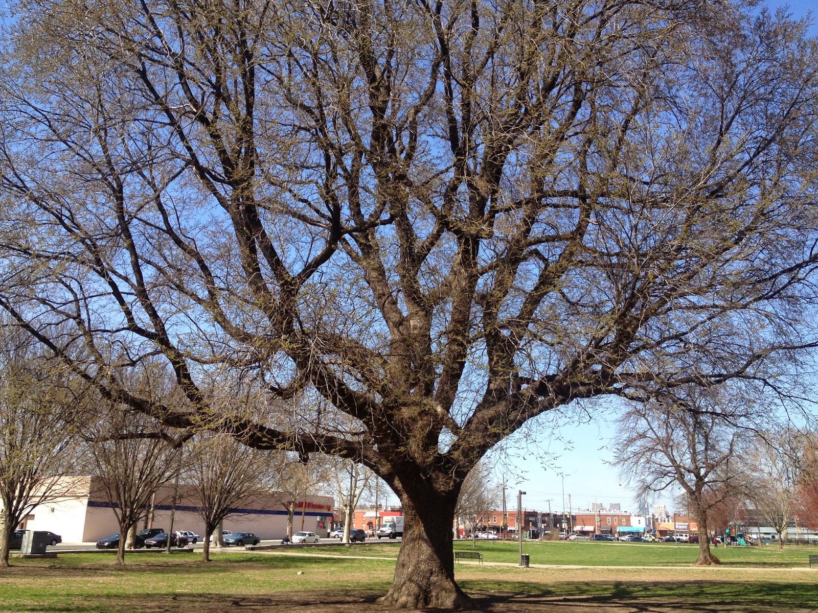 PHILLY TREES: Notable Trees List