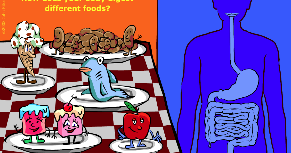 Made in England: How does your body digest different foods?