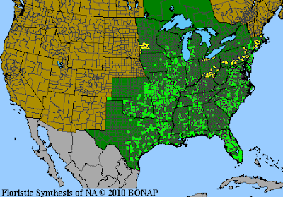The Buckeye Botanist: Ohio's Native Cactus: Eastern Prickly Pear