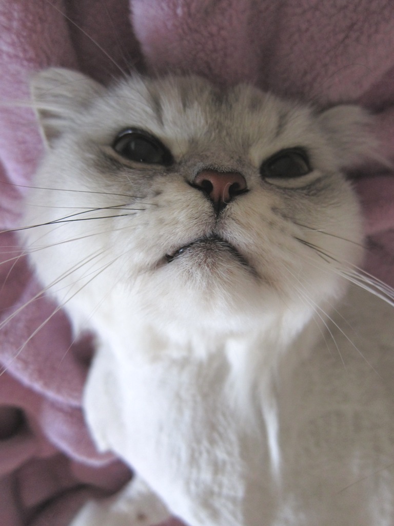 5-Cat Style & The Flyer: Slash Endures the Downside of Sedation