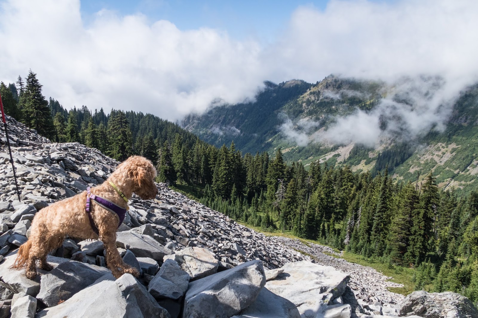 Eric's Hikes: Goat Rocks Wilderness: Goat Lake Loop and Old Snowy