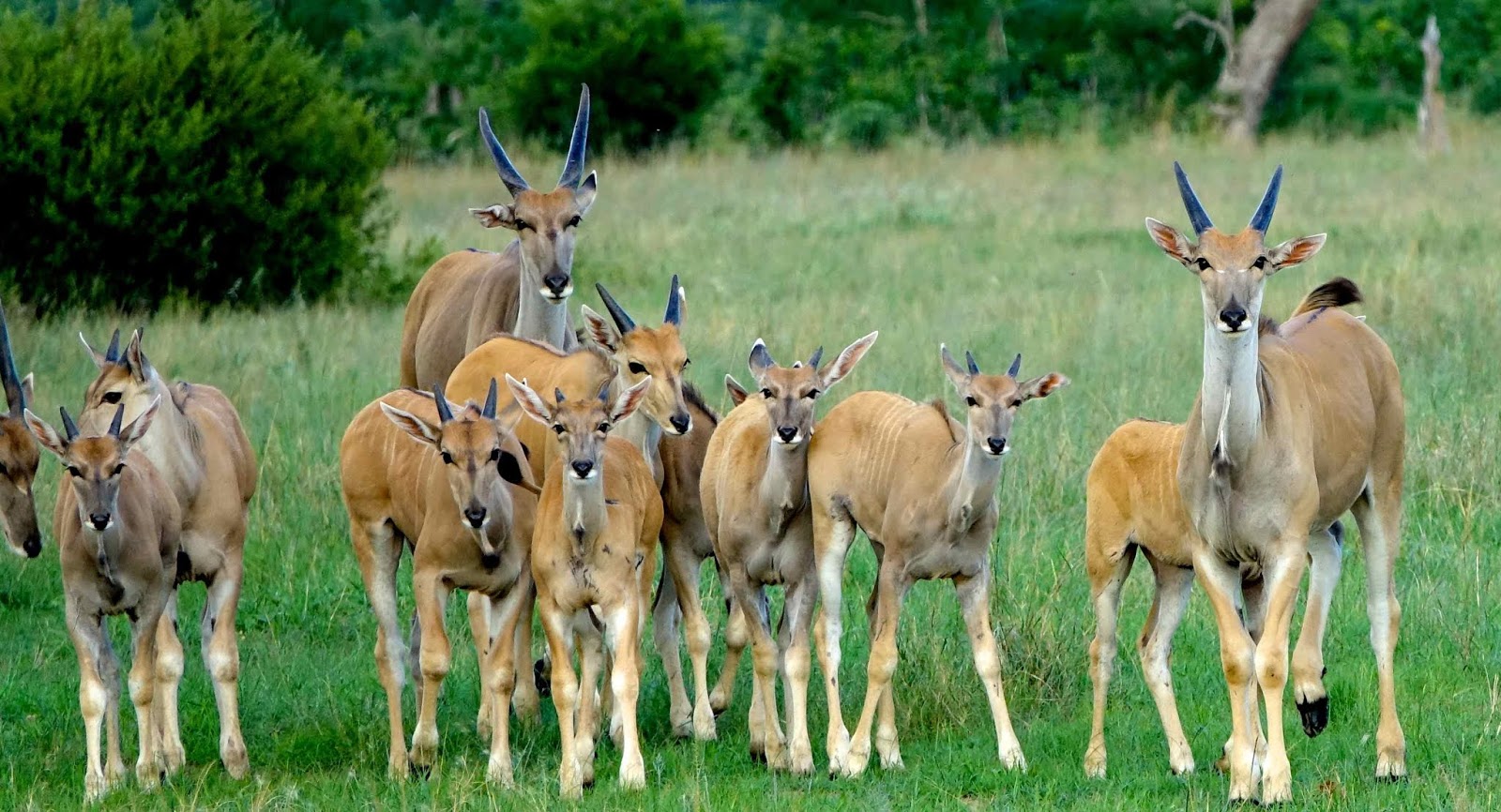 The Intrepid Tourist: ZIMBABWE, Animals of Hwange National Park, Guest ...