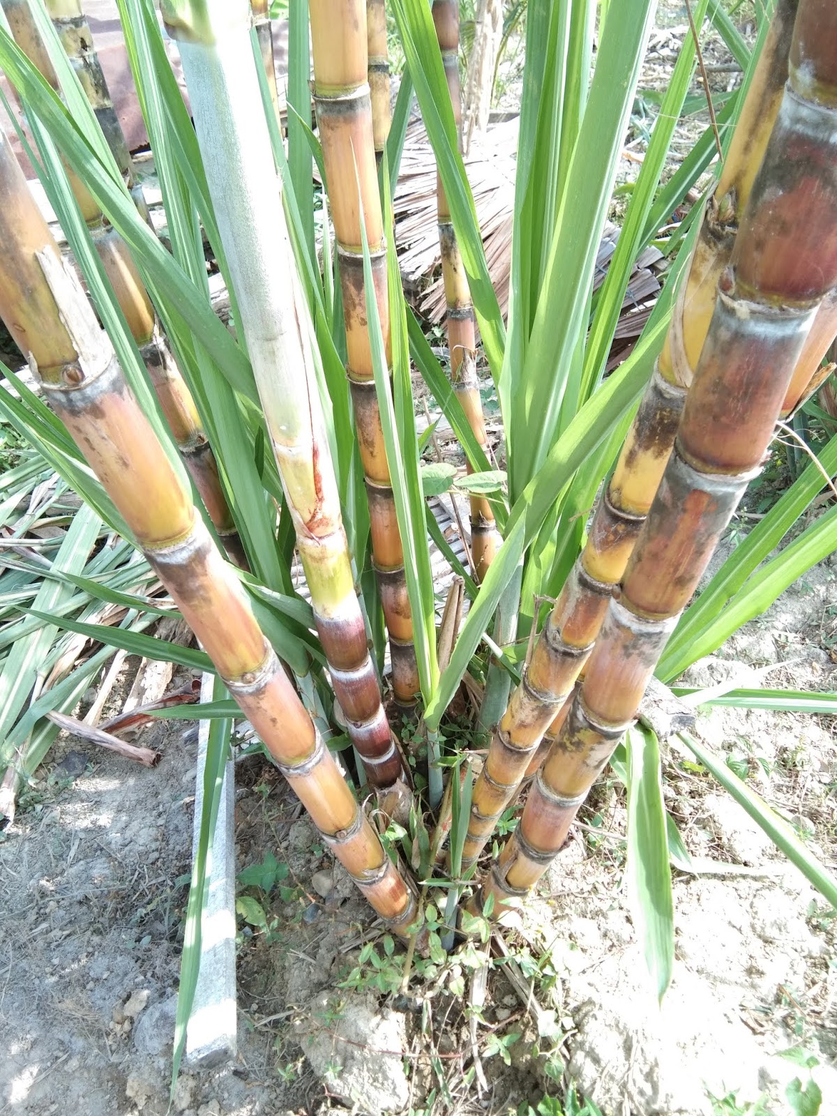 Filosofi dari Sebatang Tebu