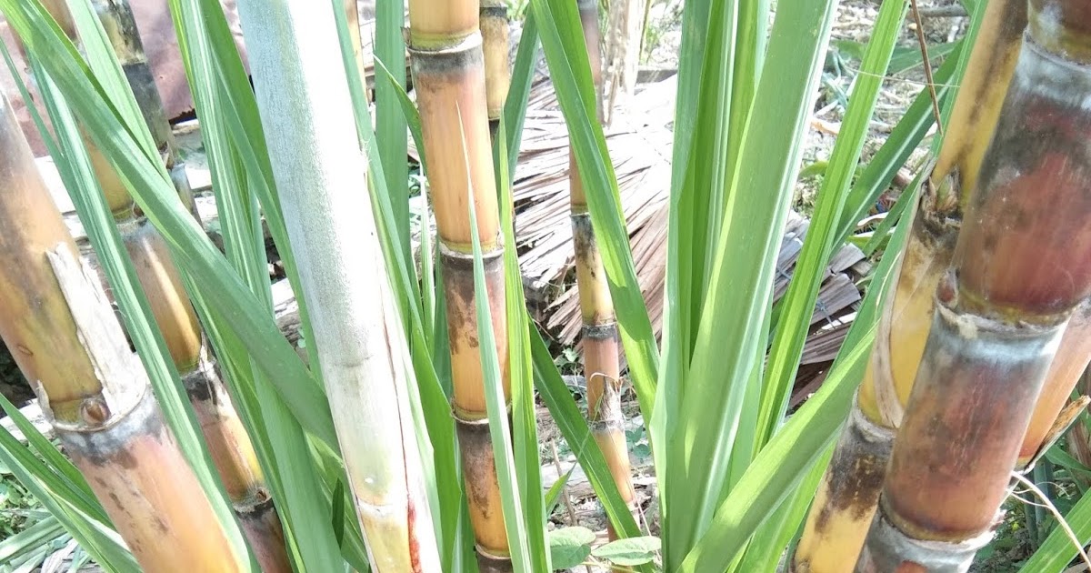 Filosofi dari Sebatang Tebu