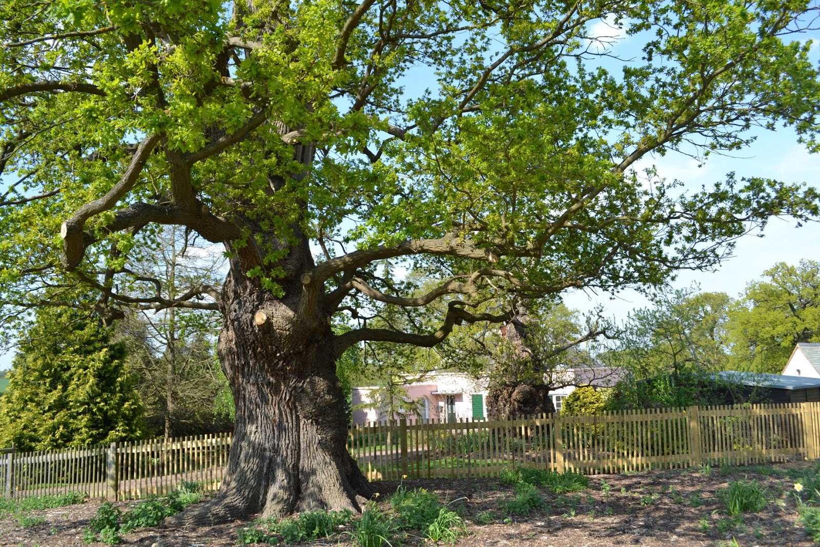 Walks among Flowers: Berkshire: Windsor Great Park