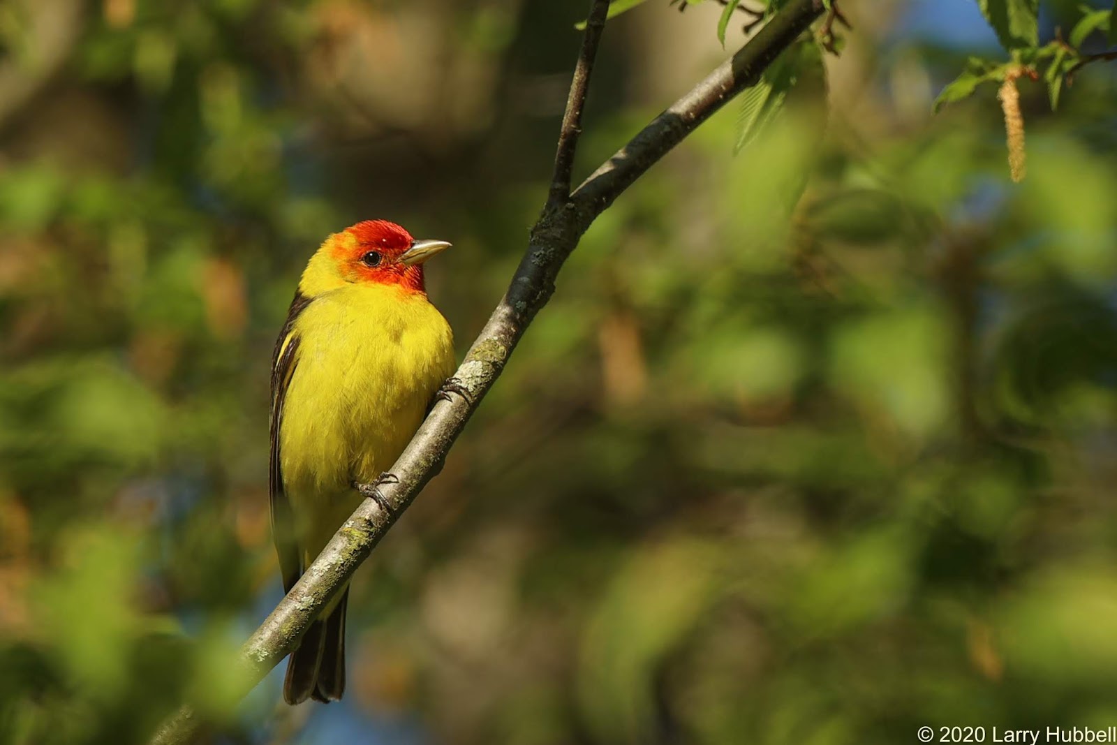 Union Bay Watch : An Exotic Flair