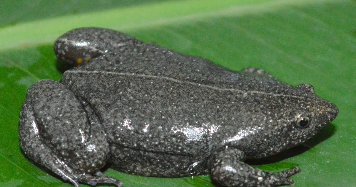 The Herpetology of Trinidad and Tobago: A new species of frog re ...