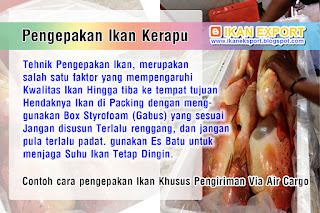 Ikan Eksport: Cara Pengiriman Ikan Dengan Pesawat