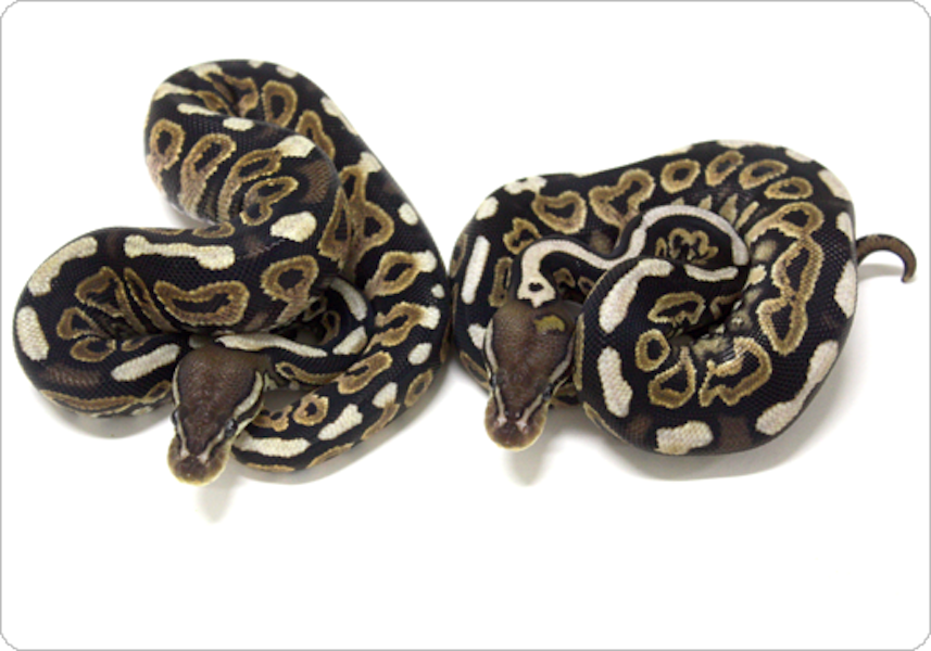 Ball Pythons: Best Pet Ever!: Zebra Ball