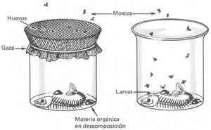 Biologia: Teoría de la generación espontánea