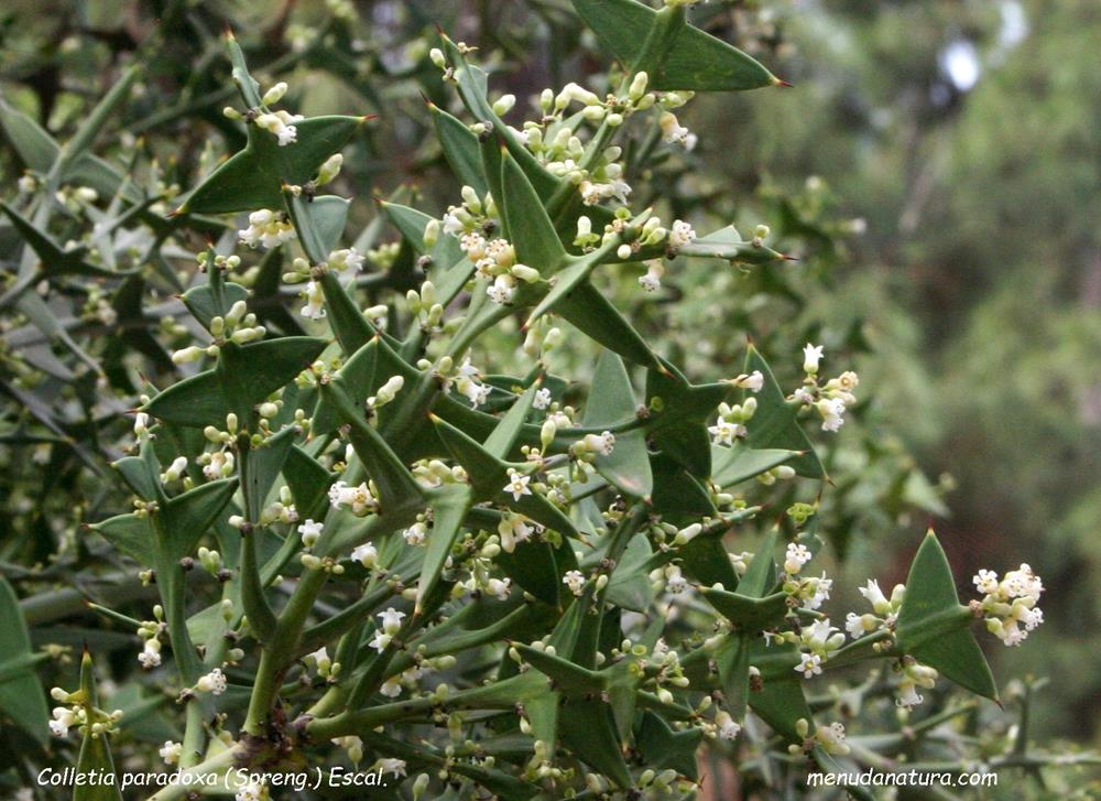 El Jardí de Menuda Natura: Colletia paradoxa