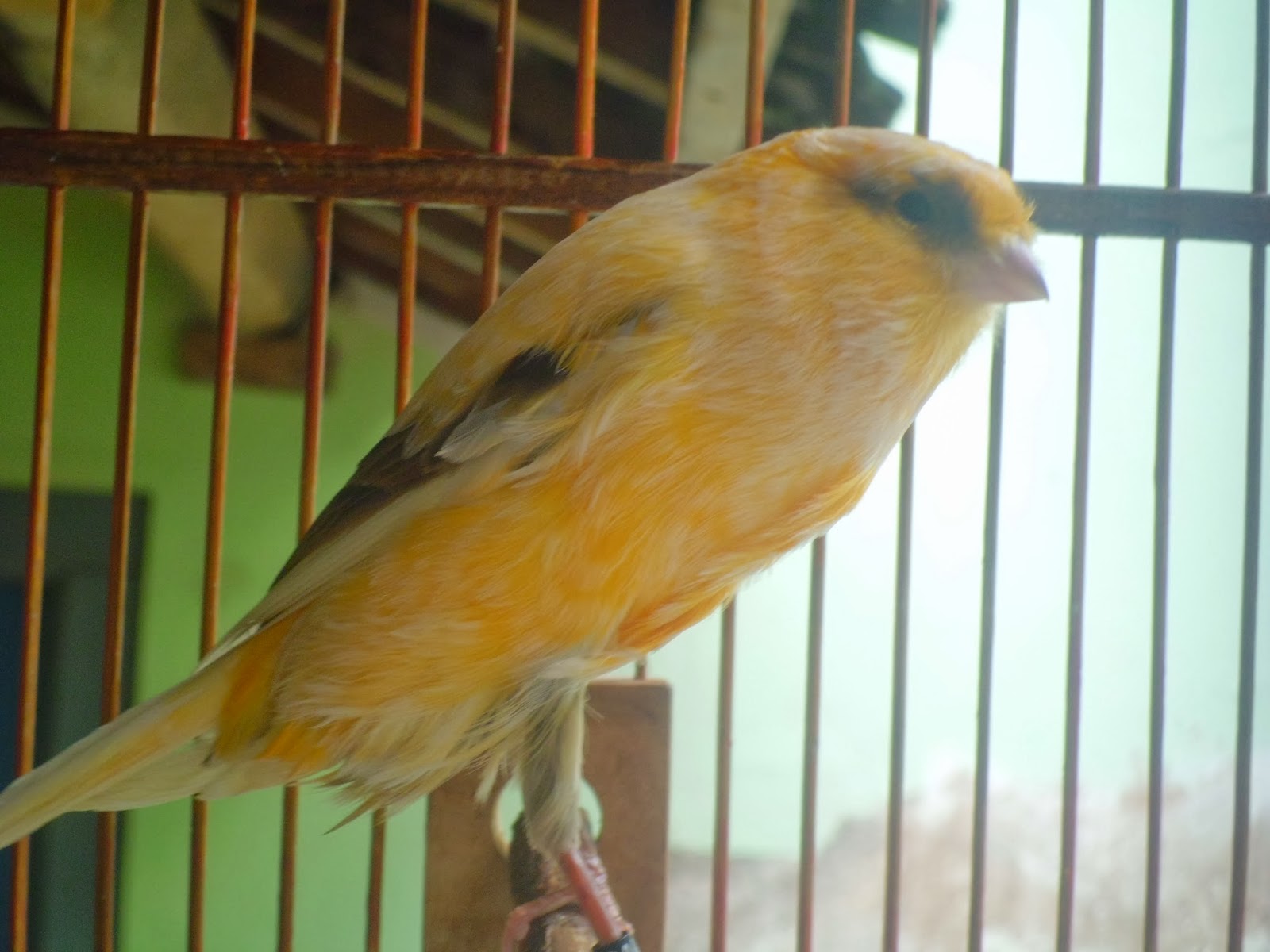 senandung burung: KENARI YORKSHIRE