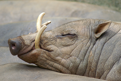 Babirusa | The Life of Animals