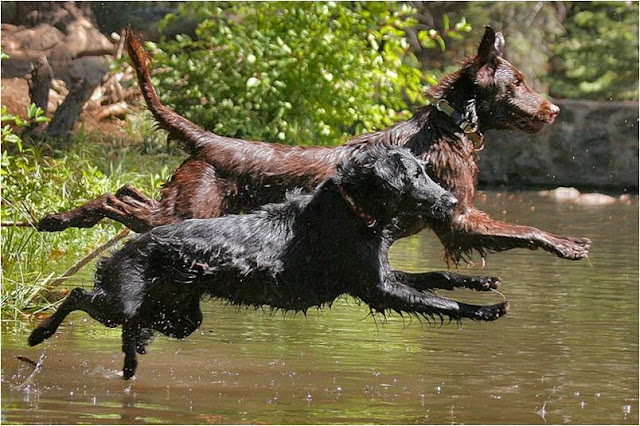 Synchronized Swimming in the Animal Kingdom | The Ark In Space