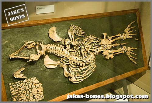 Half term trips: The National Museum of Scotland : Jake's Bones