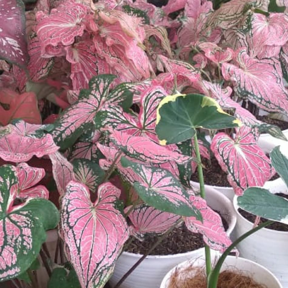 20 + BUNGA YANG LAGI VIRAL 2020 - theFikkar