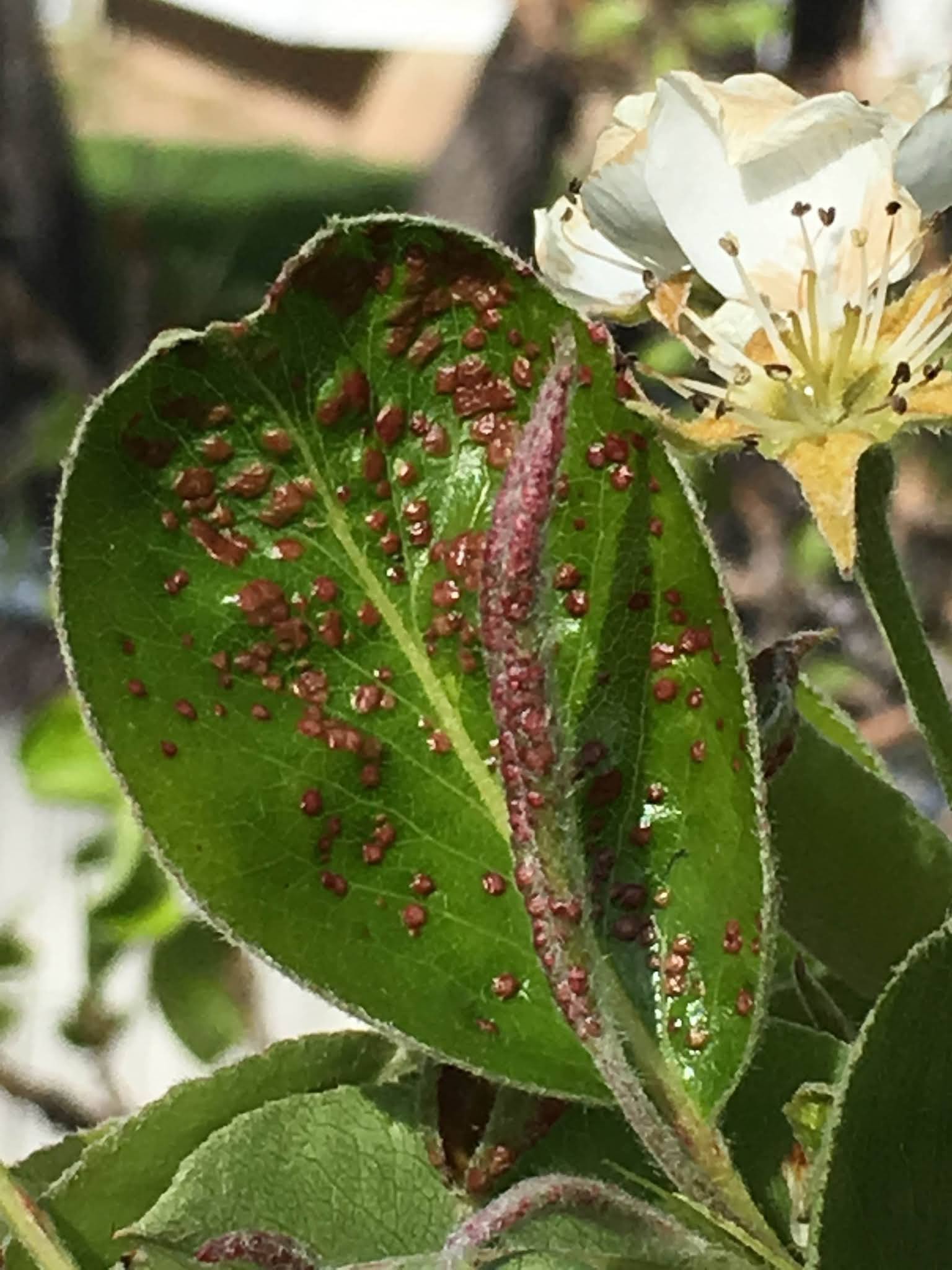 Fruit Tree Pruning at Its Best: Blister Mites