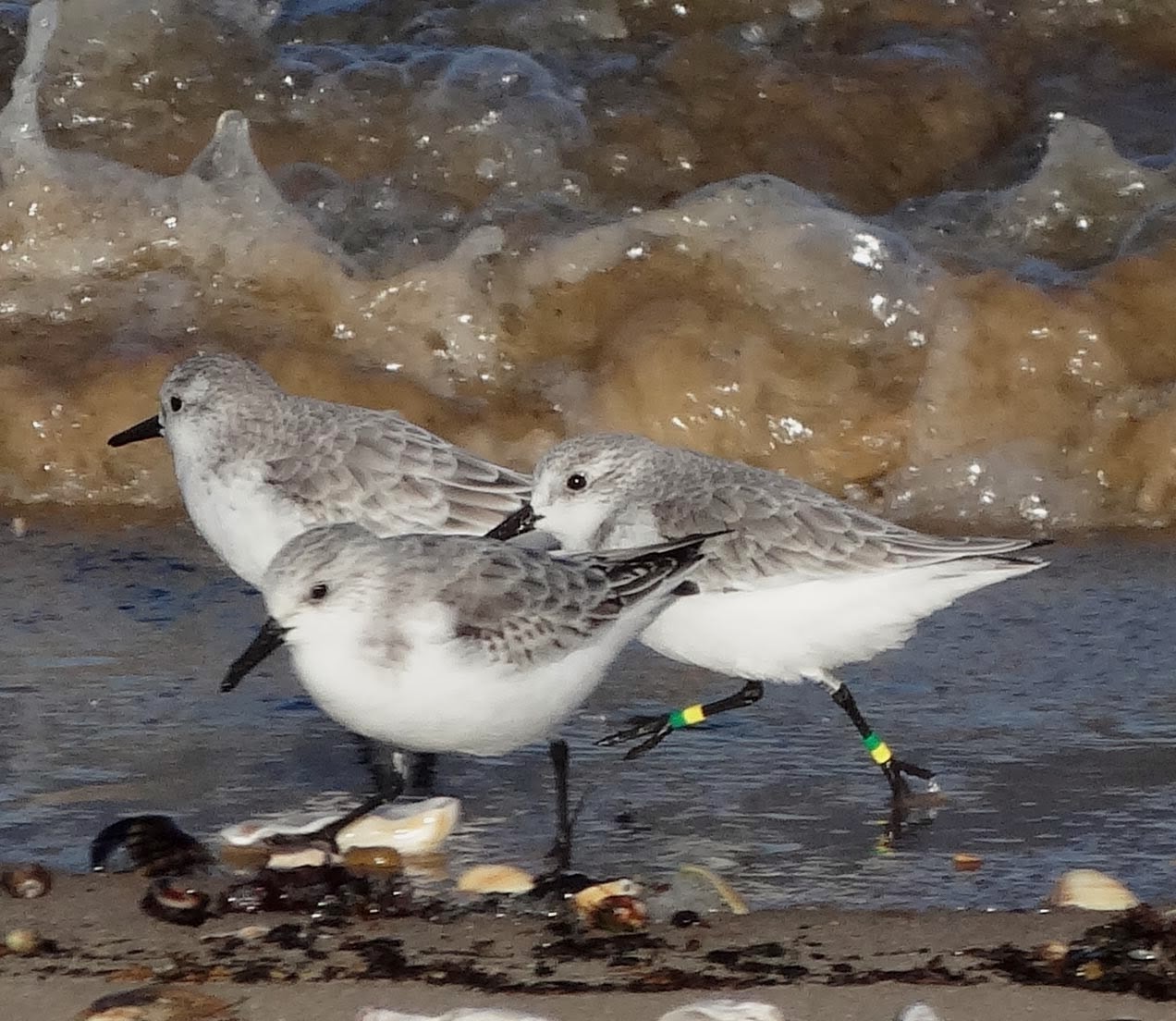 MERSEA WILDLIFE: SCAMPERING SANDERLING