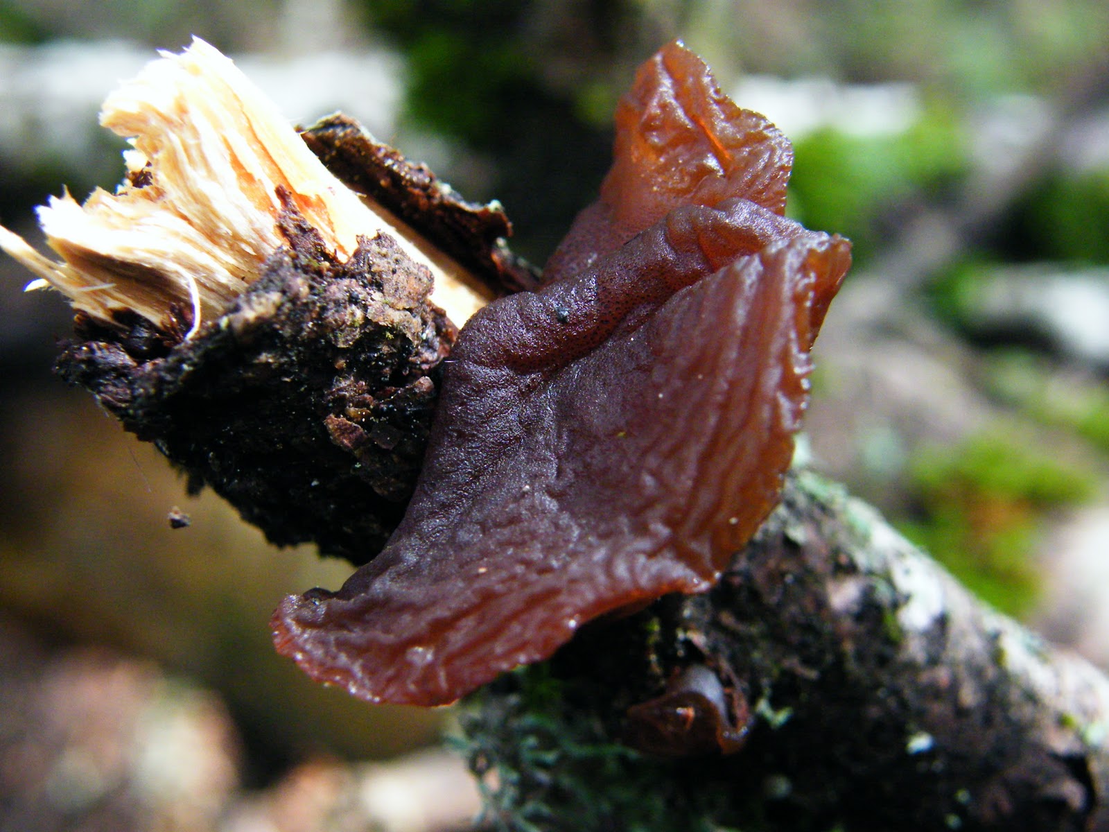 Μανιτάρια που βρίσκουμε στην Ευρυτανία: Exidia recisa