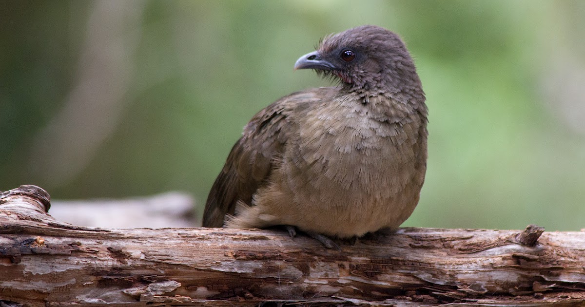 Birding Is Fun!: Plain Chachalaca