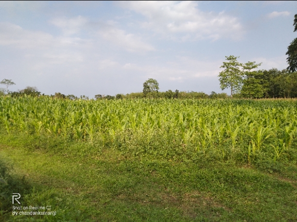 Special features of bokajan you don't know - Bokajan karbianglong