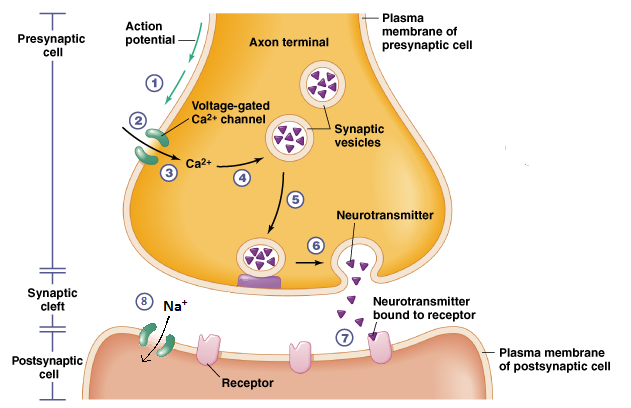 #120 Synapses | Biology Notes for A level