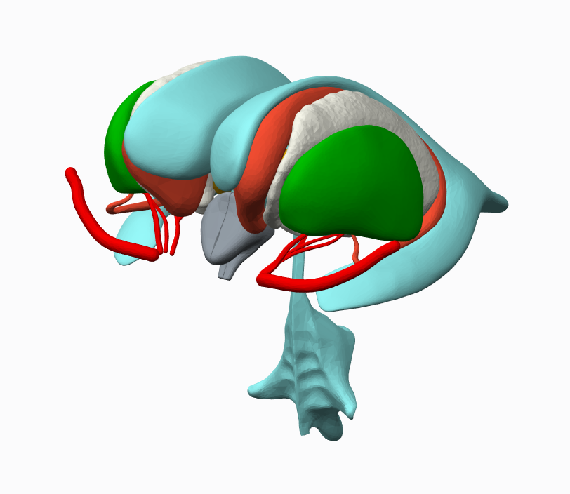 extract the brain!: Basal ganglia structures