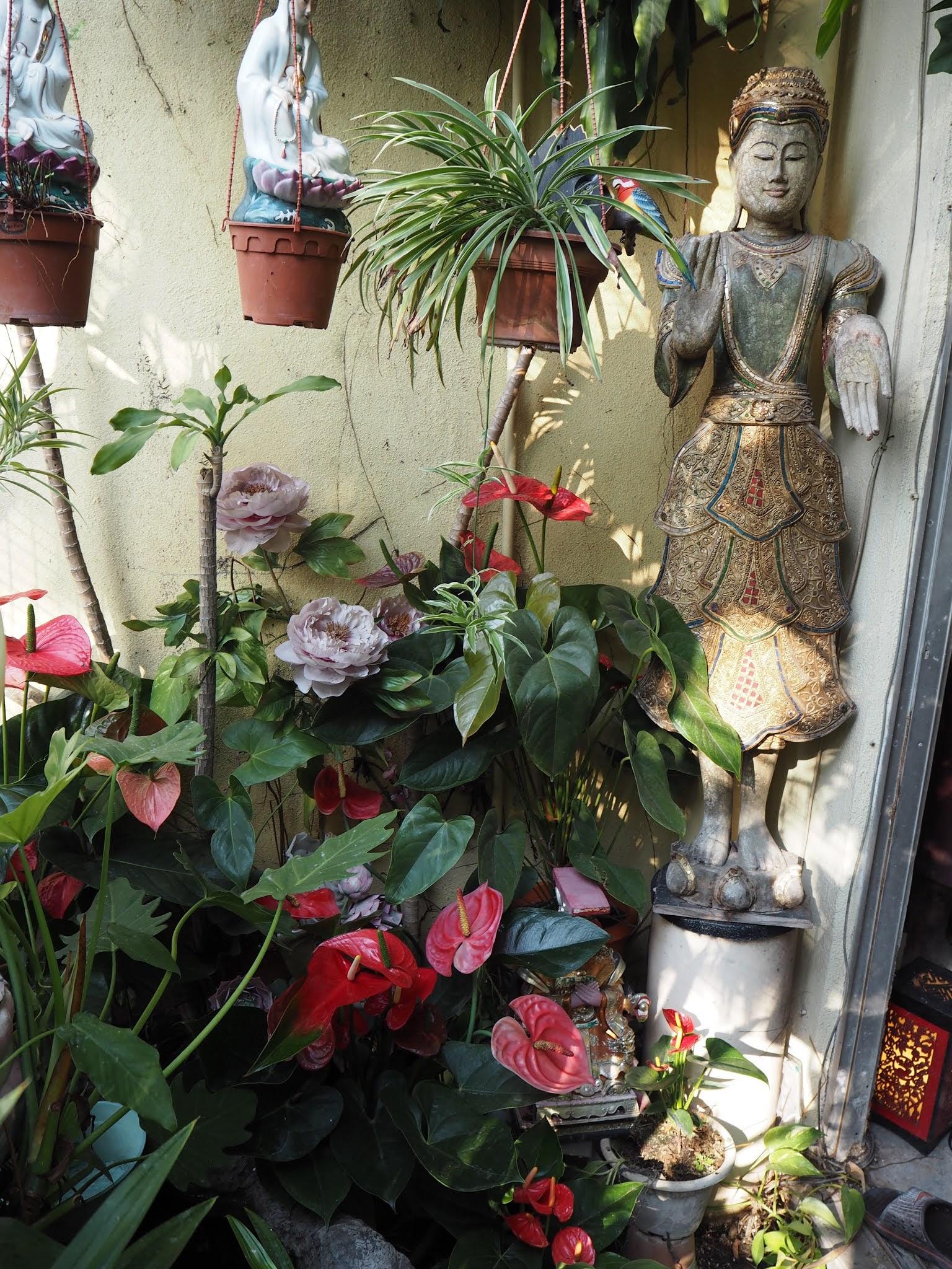 Kee Hua Chee Live!: ANTHURIUM PLANTS ARE AMONG MY FAVORITES DUE TO ...