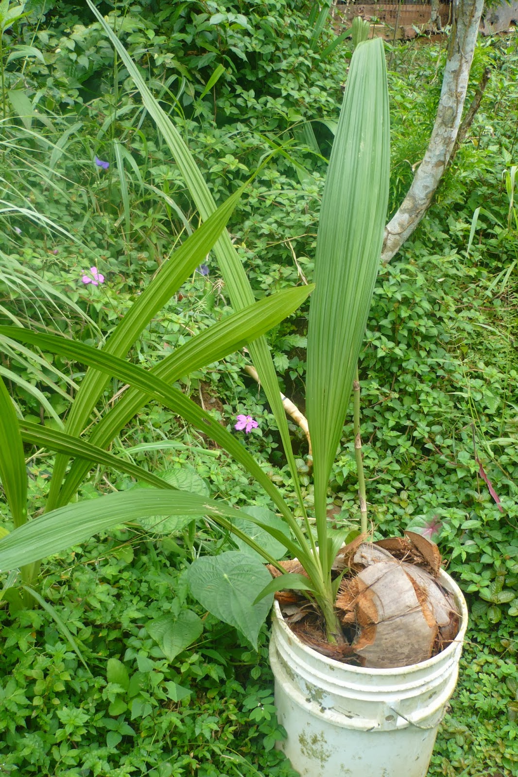 Flor Del Espiritu Santo.