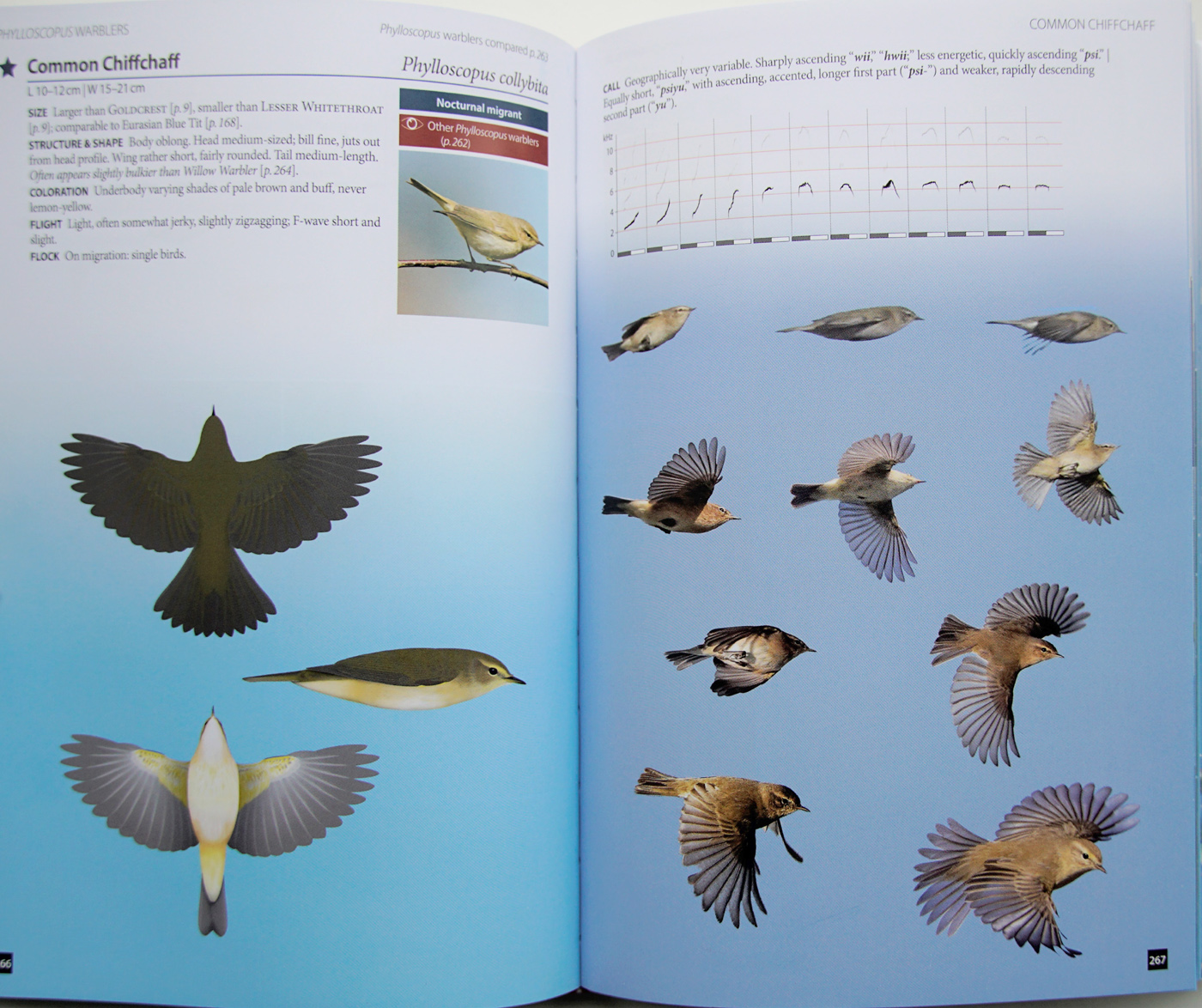 Another Bird Blog: Flight Identification of European Passerines - A Review